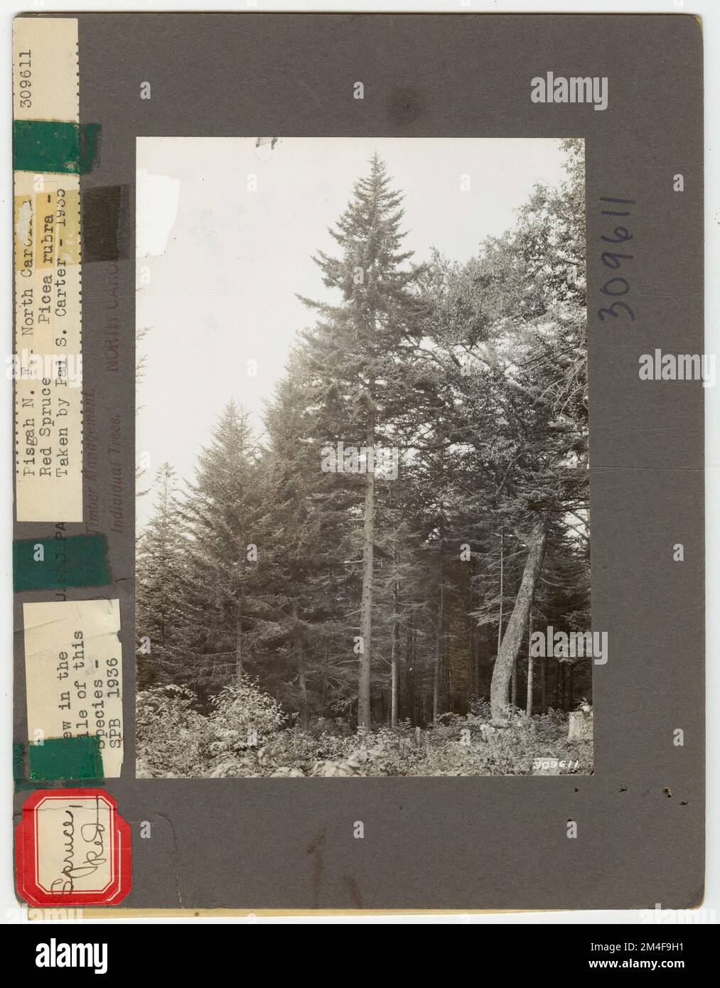 Tree Identification - Spruce: Red. Photographs Relating to National ...