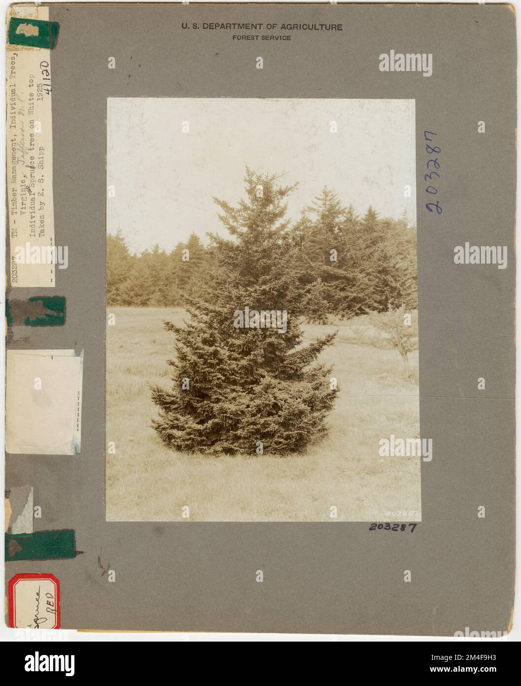 Tree Identification - Spruce: Red. Photographs Relating to National ...