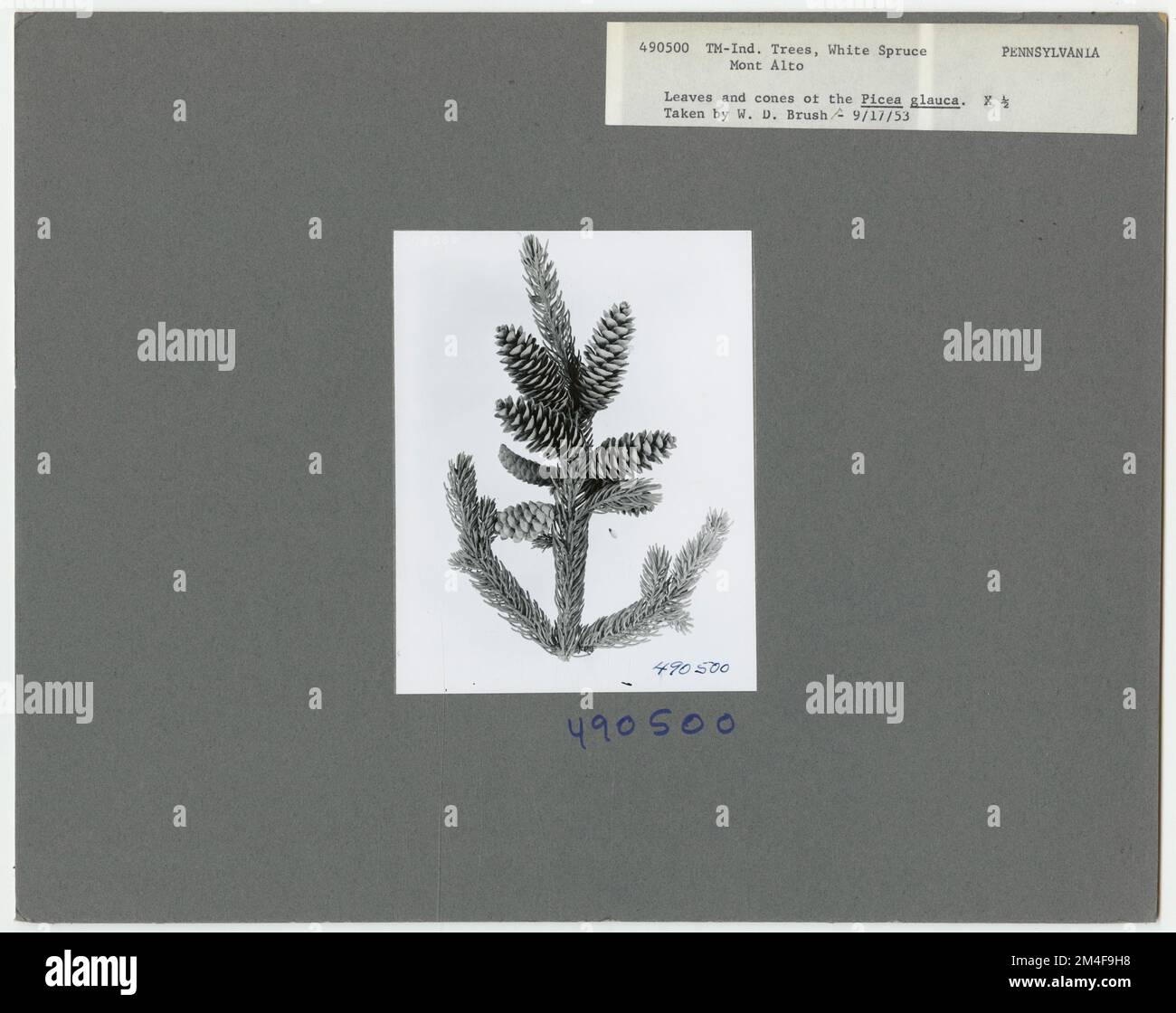 Tree Identification - Spruce: White. Photographs Relating to National ...