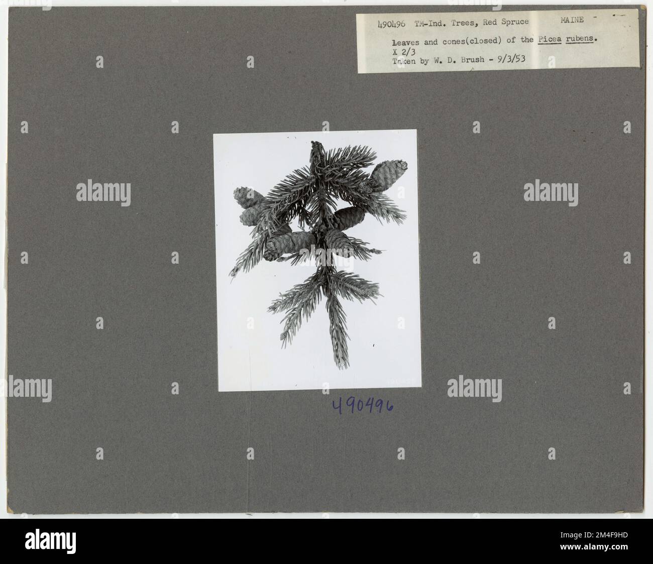 Tree Identification - Spruce: Red. Photographs Relating to National ...