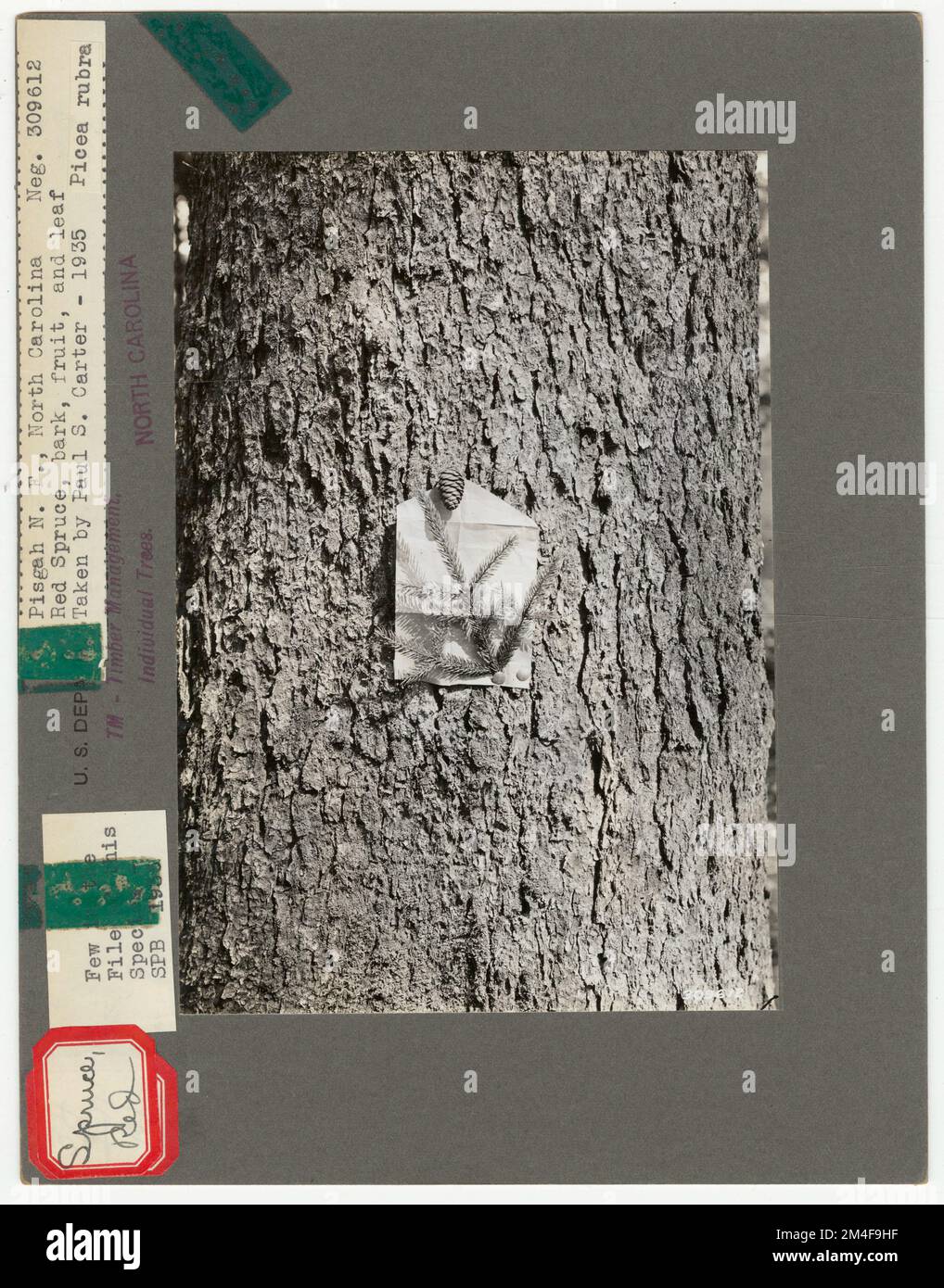 Tree Identification - Spruce: Red. Photographs Relating to National ...