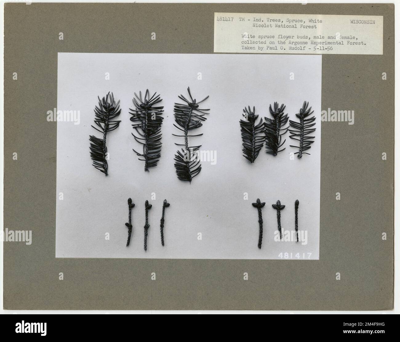 Tree Identification - Spruce: White. Photographs Relating to National ...