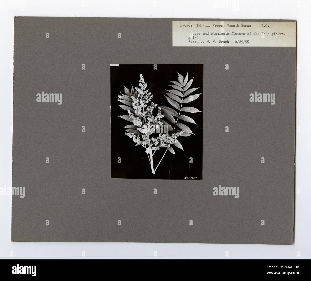 Tree Identification - Sumac. Photographs Relating to National Forests ...