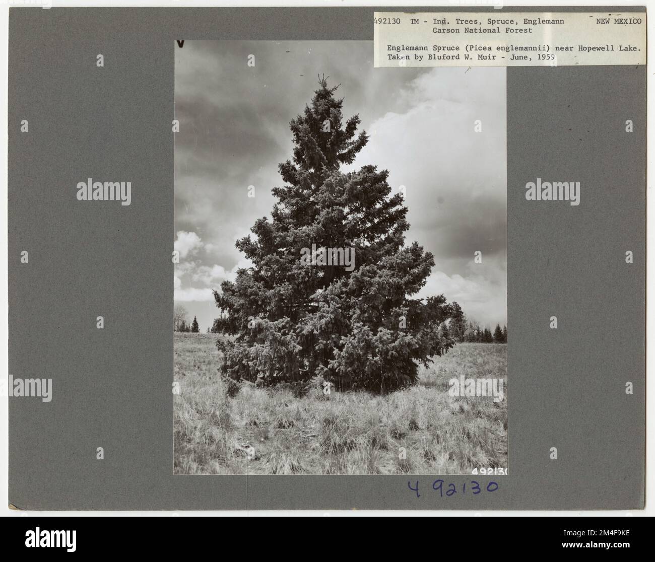 Tree Identification - Spruce: Englemann. Photographs Relating to ...
