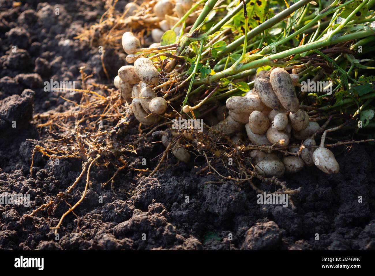 Agricultural roots hi-res stock photography and images - Alamy