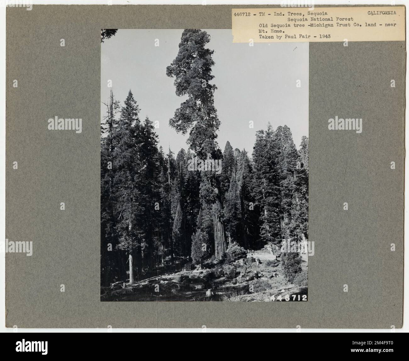 Tree Identification - Sequoia. Photographs Relating to National Forests ...