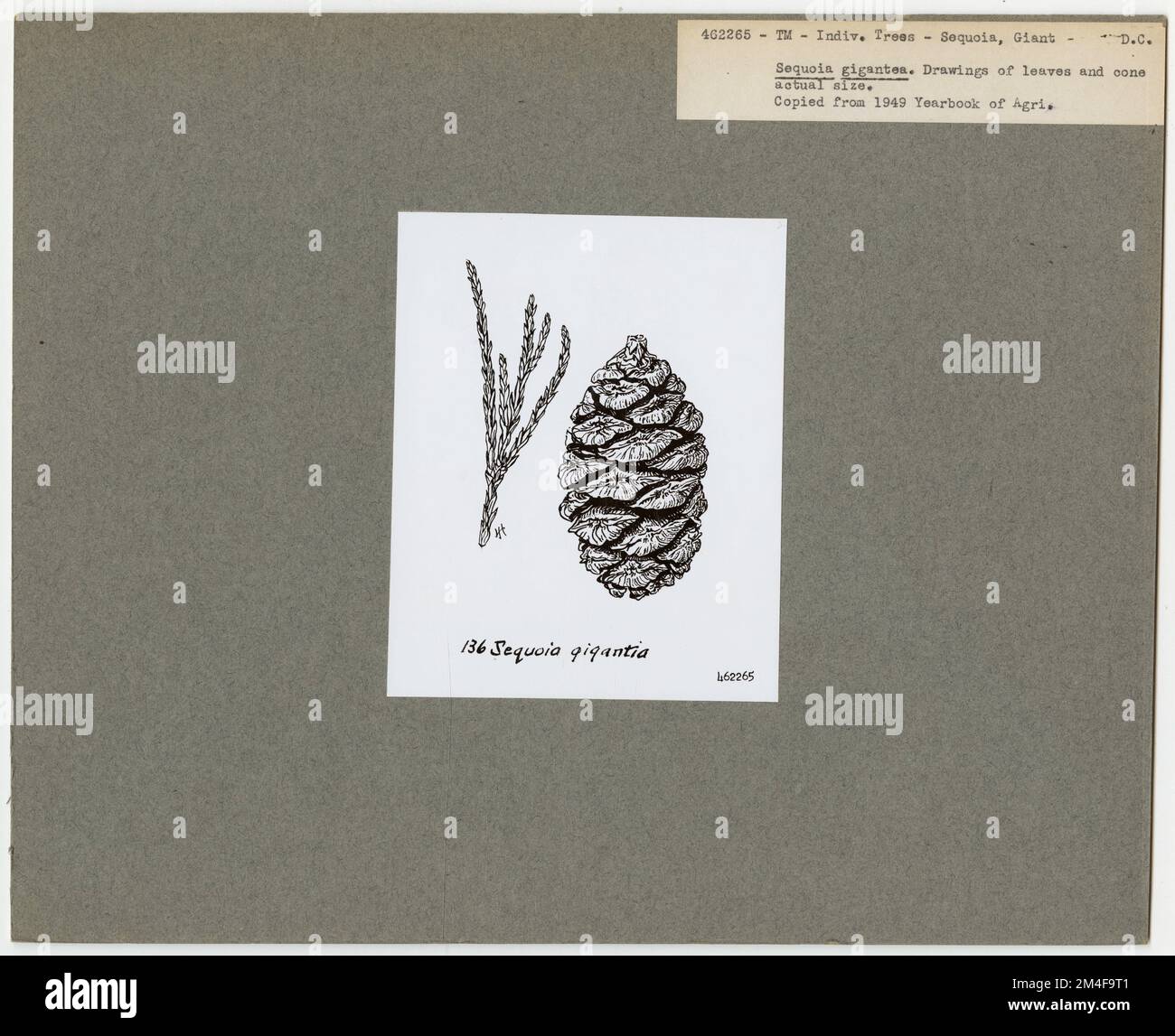 Tree Identification - Sequoia. Photographs Relating to National Forests ...