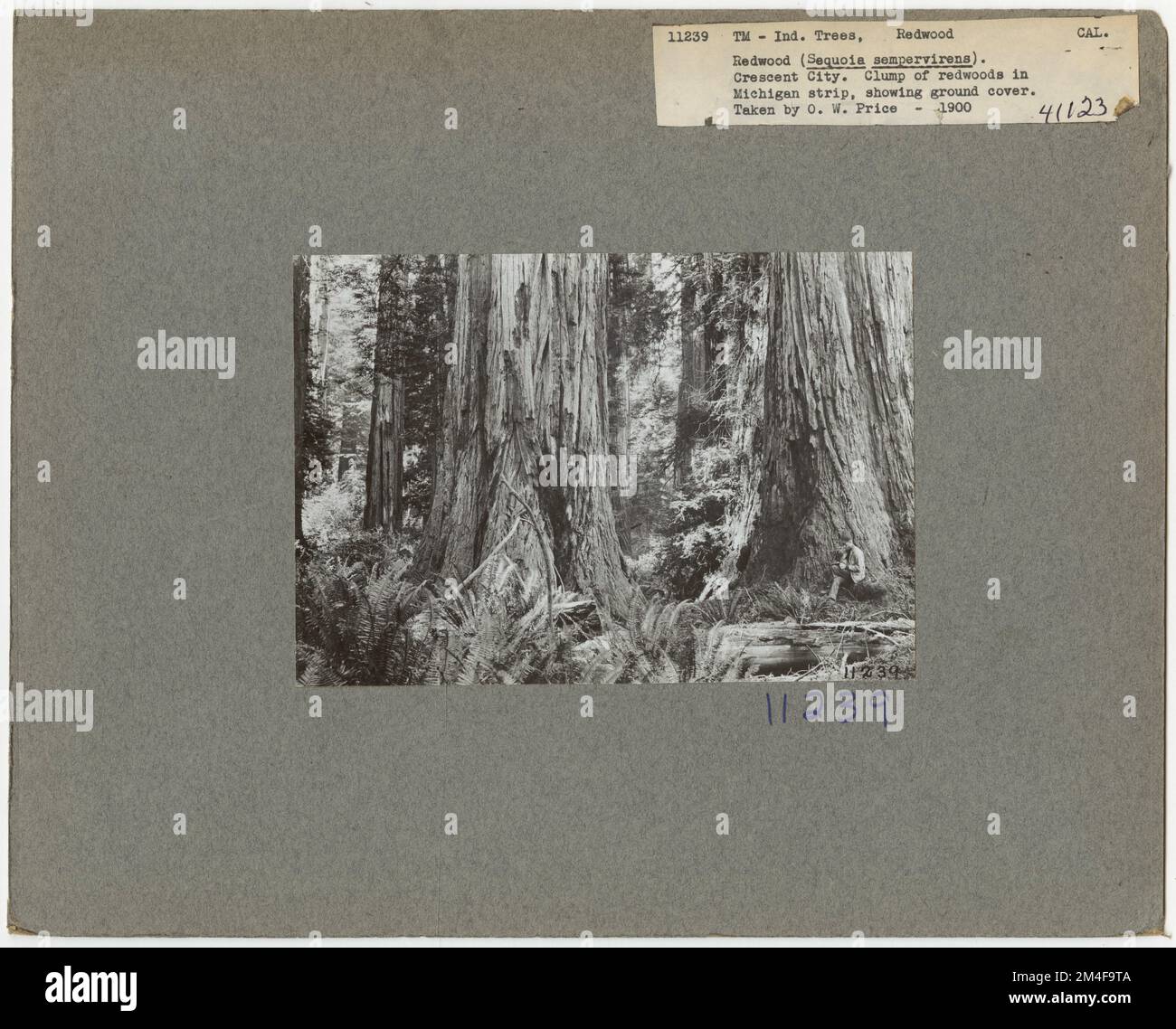 Tree Identification - Sequoia. Photographs Relating to National Forests ...