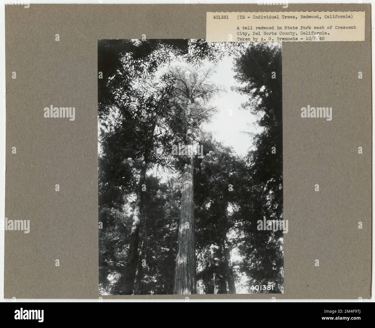Tree Identification - Sequoia. Photographs Relating to National Forests ...