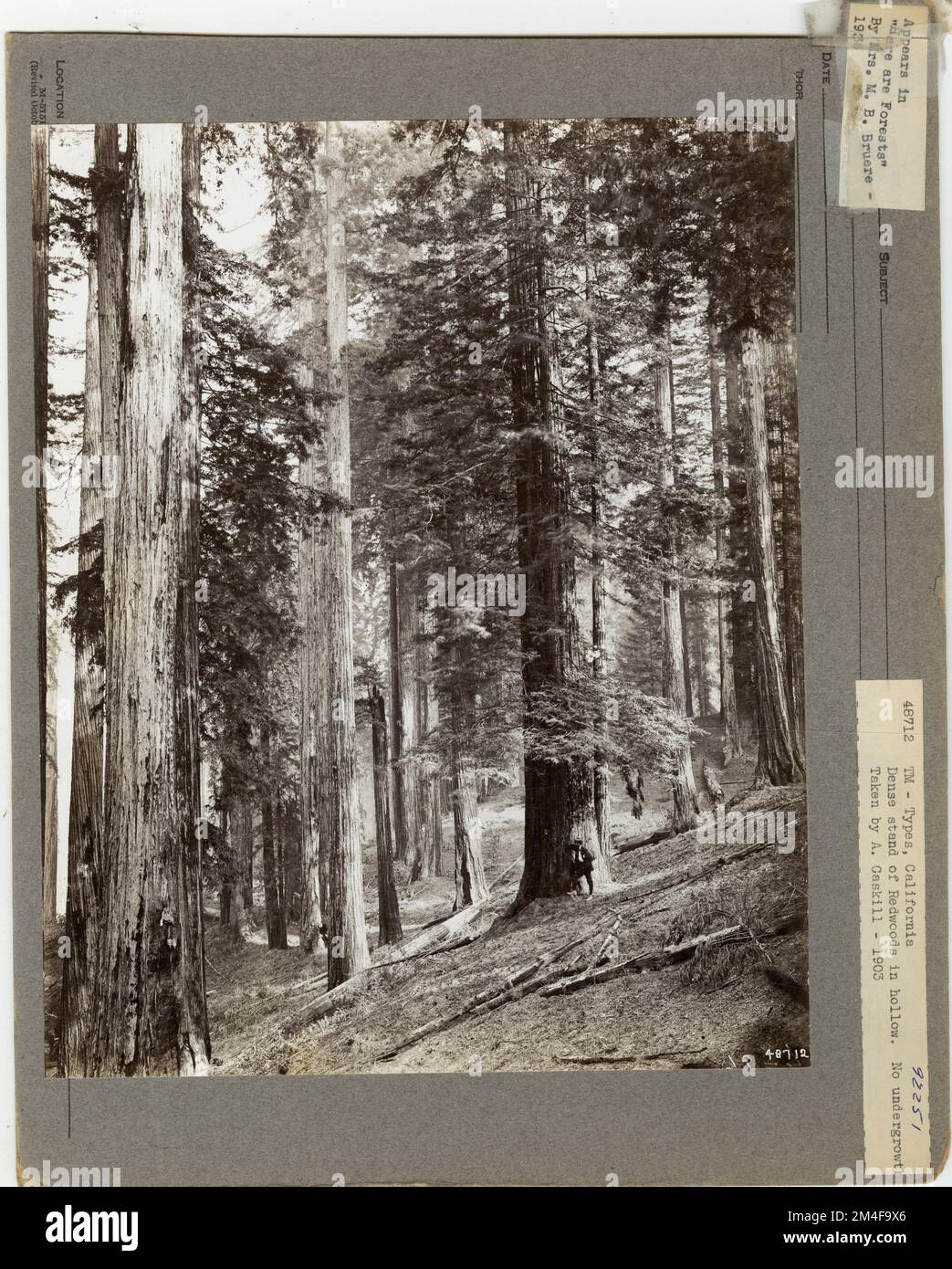 Tree Identification - Sequoia. Photographs Relating to National Forests ...