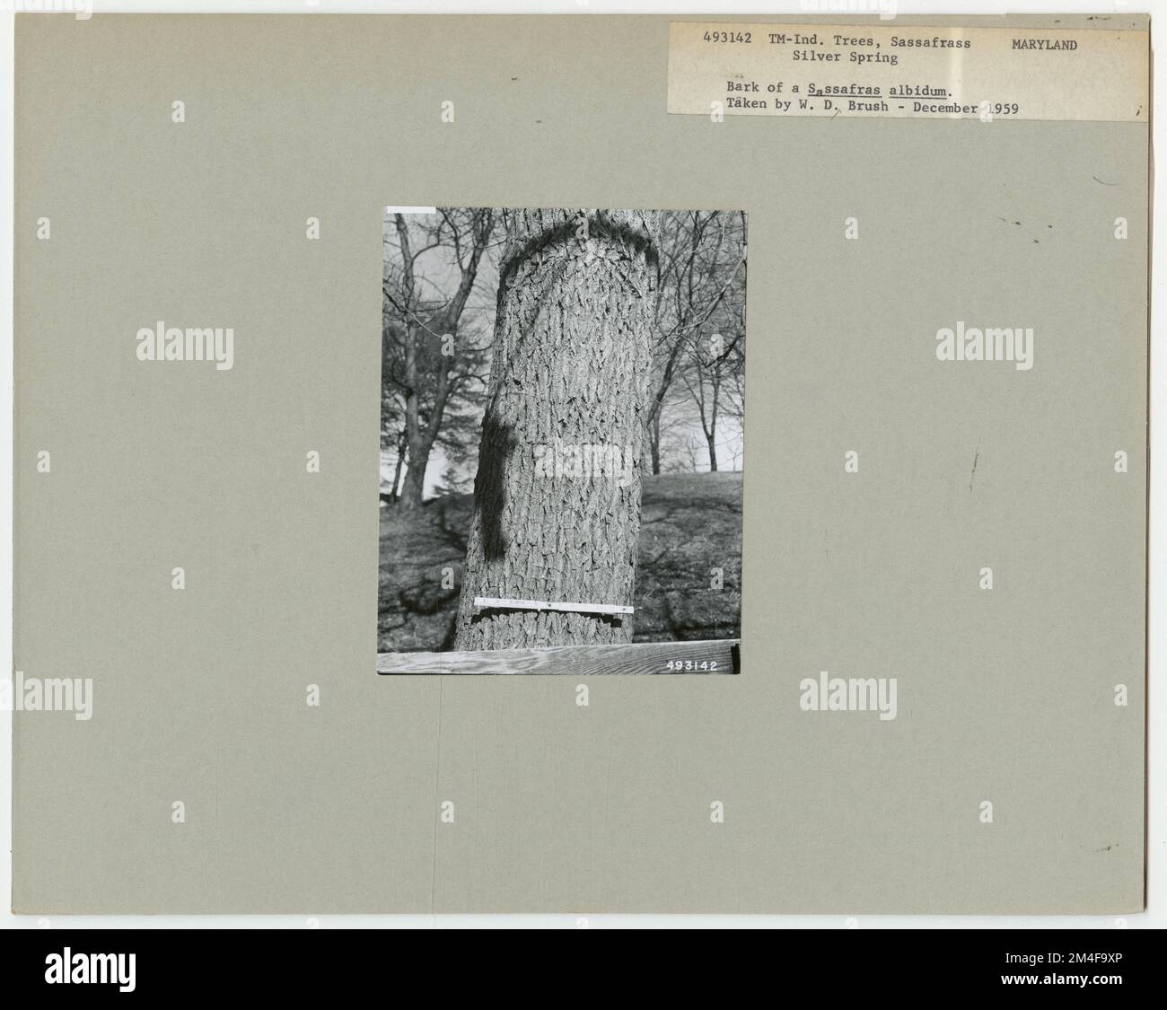 Tree Identification - Sassafras. Photographs Relating to National ...