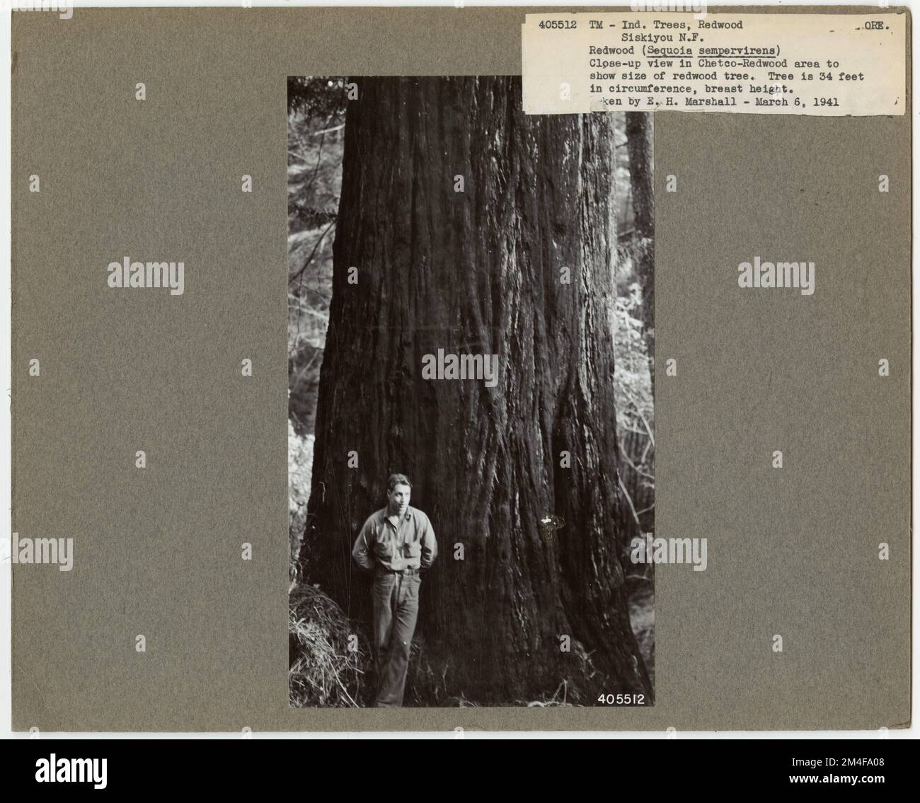 Tree Identification - Sequoia. Photographs Relating to National Forests ...