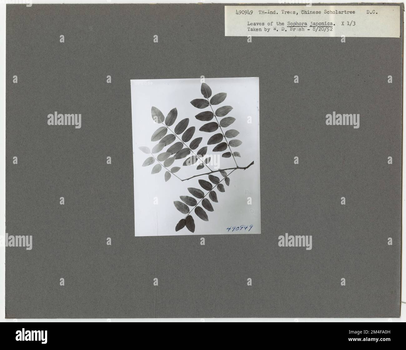 Scholartree hi-res stock photography and images - Alamy