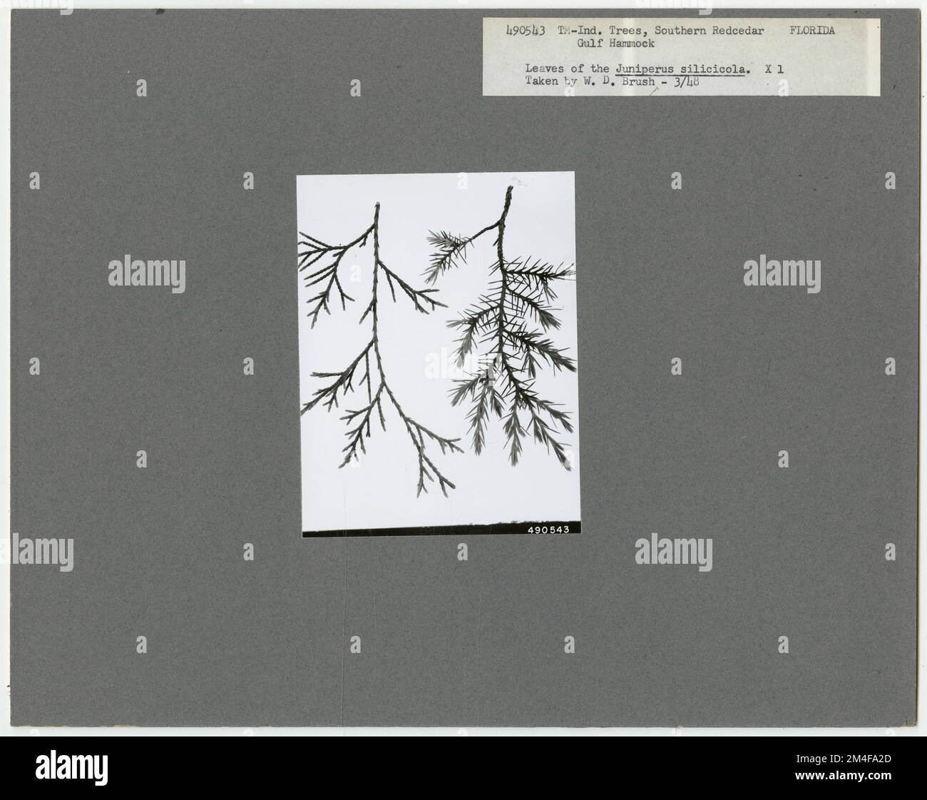 Tree Identification - Red Cedar. Photographs Relating to National ...