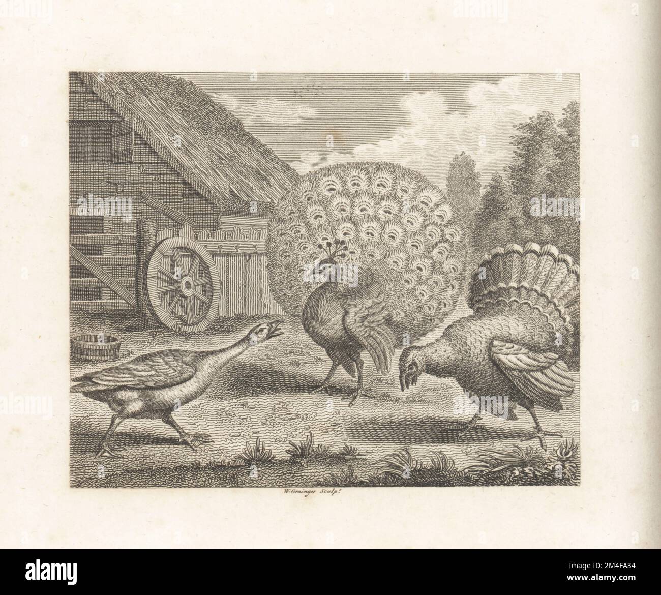 The Peacock, the Turkey and the Goose. A peacock displaying its train ...