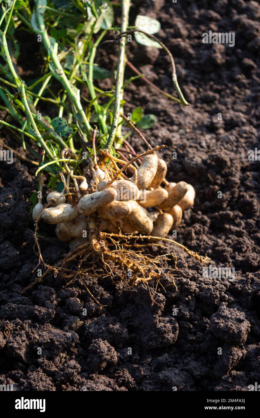 Fresh peanuts plants with roots Stock Photo - Alamy