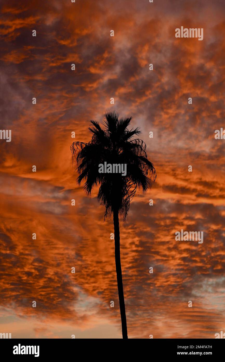 Palm tree in tropical sunset hi-res stock photography and images - Alamy