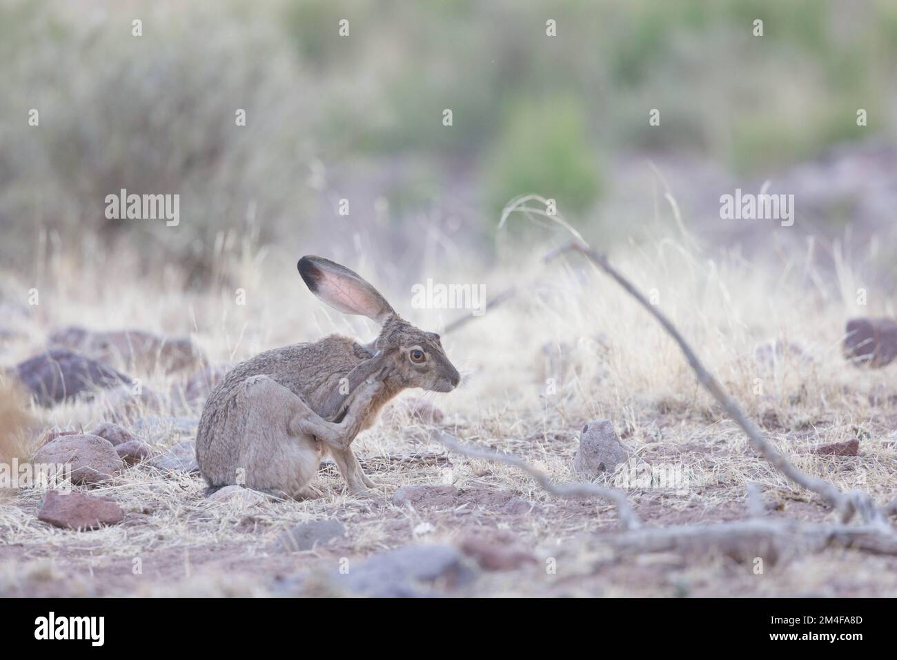 Black-tailed Jackrabbit, Chupadera Mountains, New Mexico, USA Stock ...