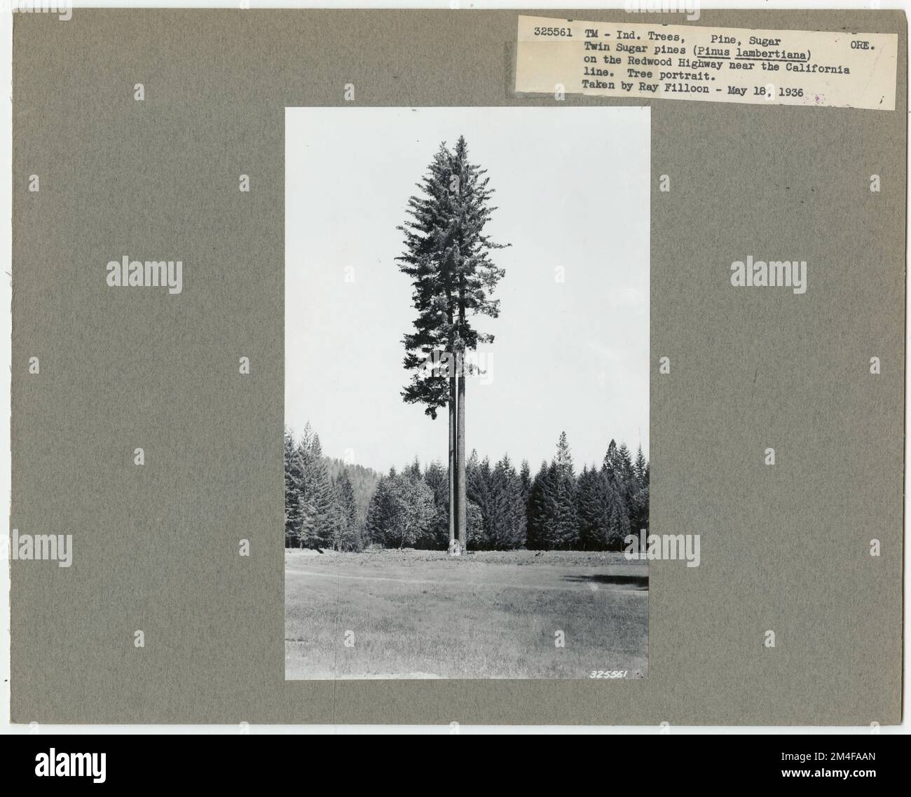 Tree Identification - Pine, Sugar. Photographs Relating to National ...