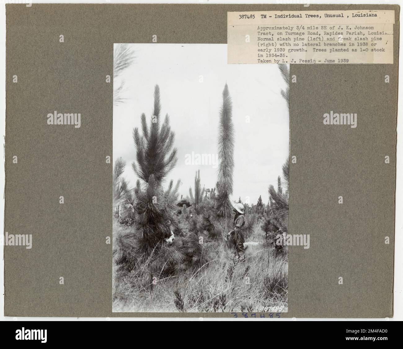 Tree Identification - Pine, Slash. Photographs Relating to National ...
