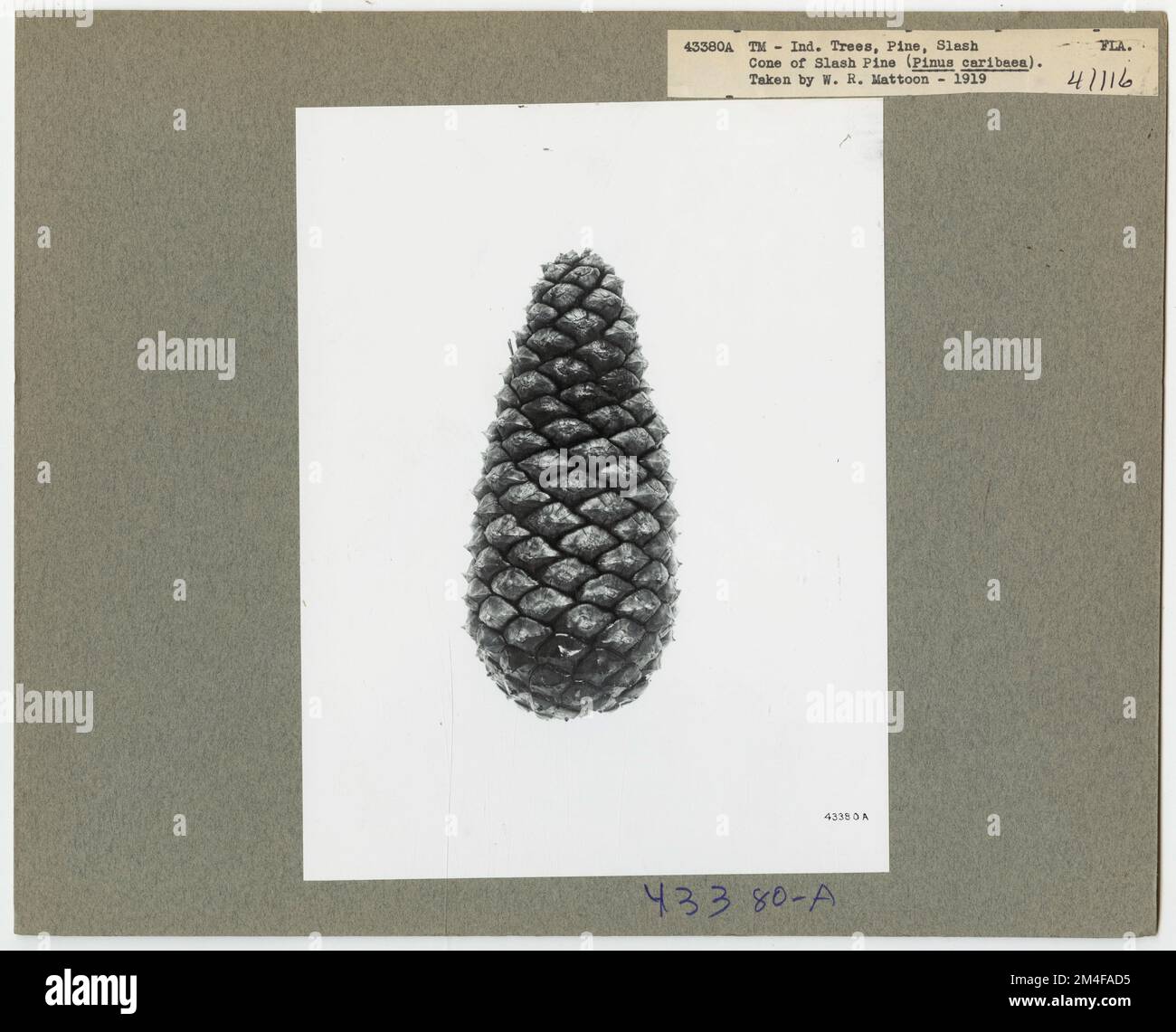 Tree Identification - Pine, Slash. Photographs Relating to National ...