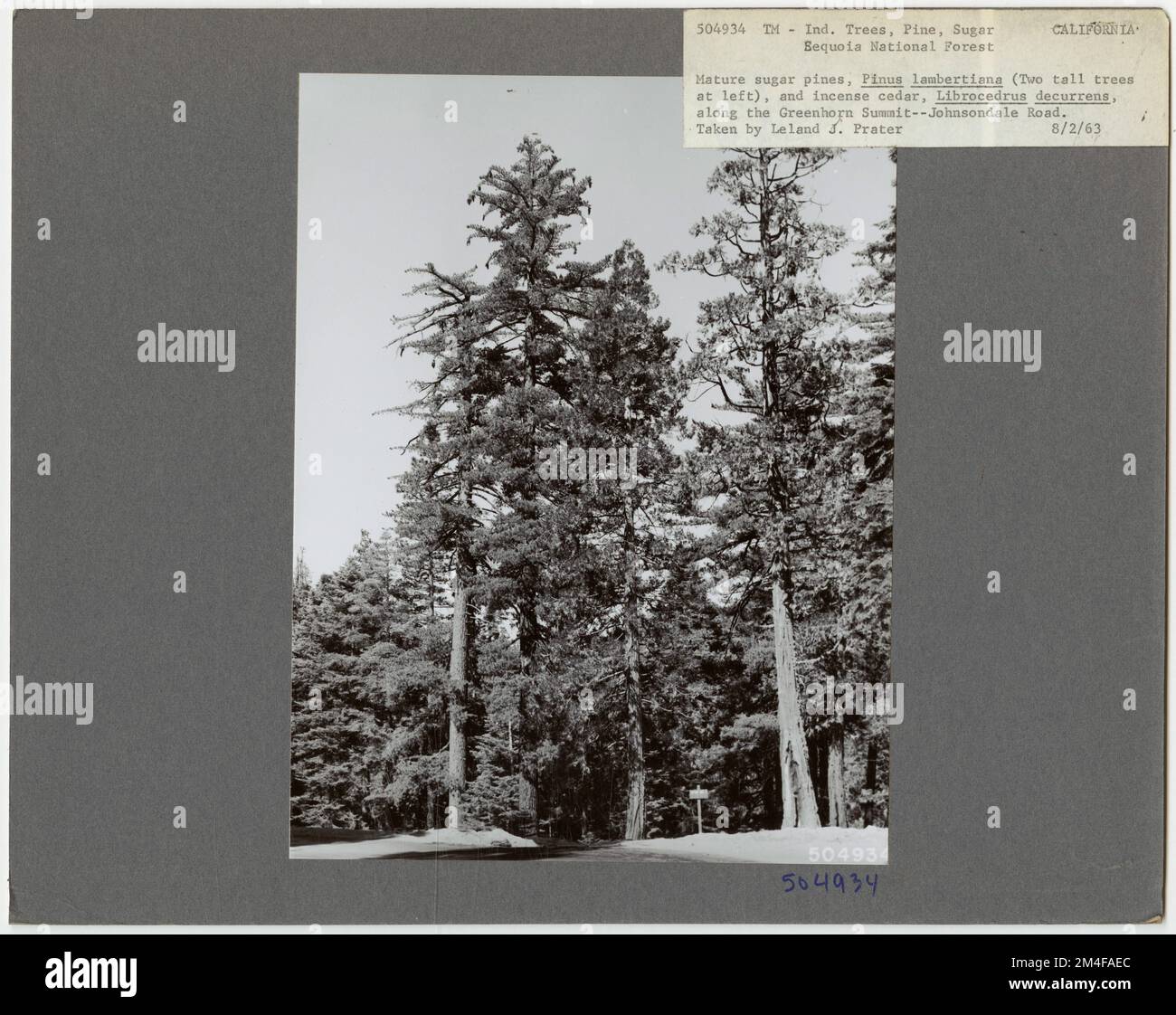 Tree Identification - Pine, Sugar. Photographs Relating to National ...