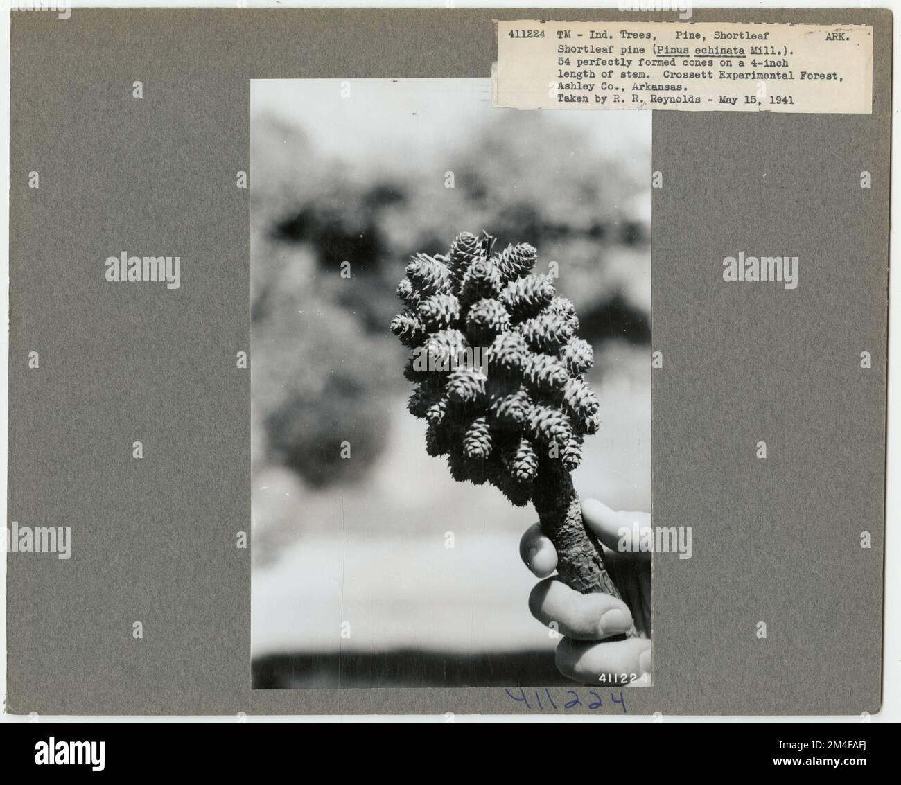 Tree Identification - Pine, Shortleaf. Photographs Relating to National ...
