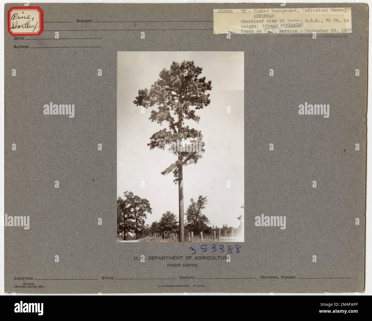 Tree Identification - Pine, Shortleaf. Photographs Relating to National ...