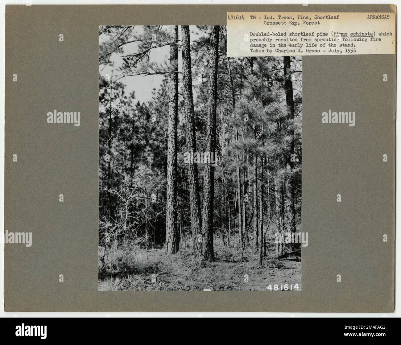 Tree Identification - Pine, Shortleaf. Photographs Relating to National Forests, Resource ...