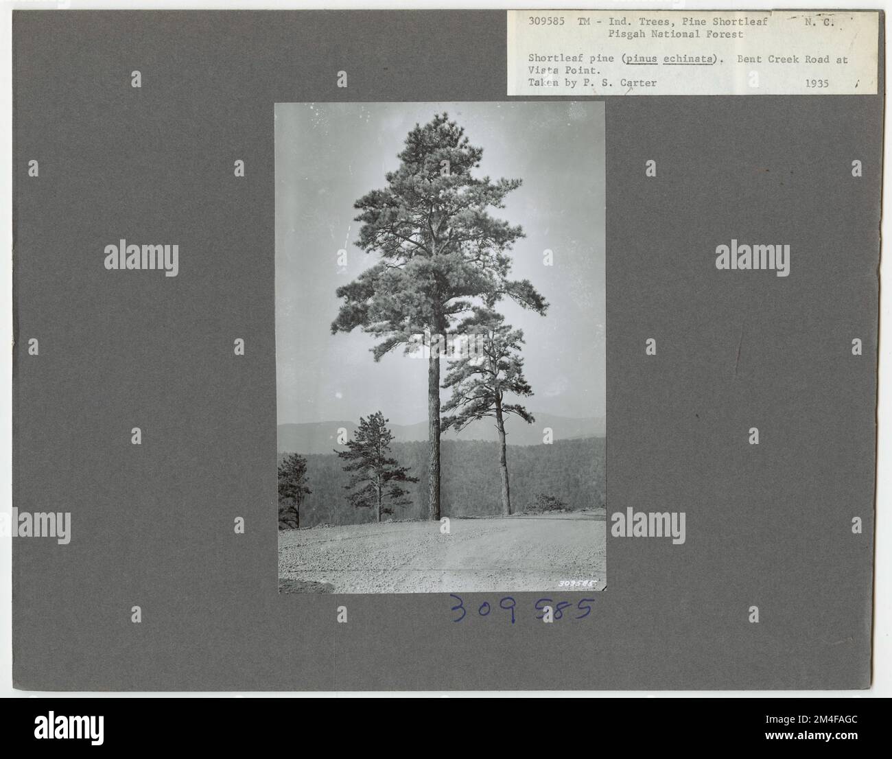 Tree Identification - Pine, Shortleaf. Photographs Relating to National ...