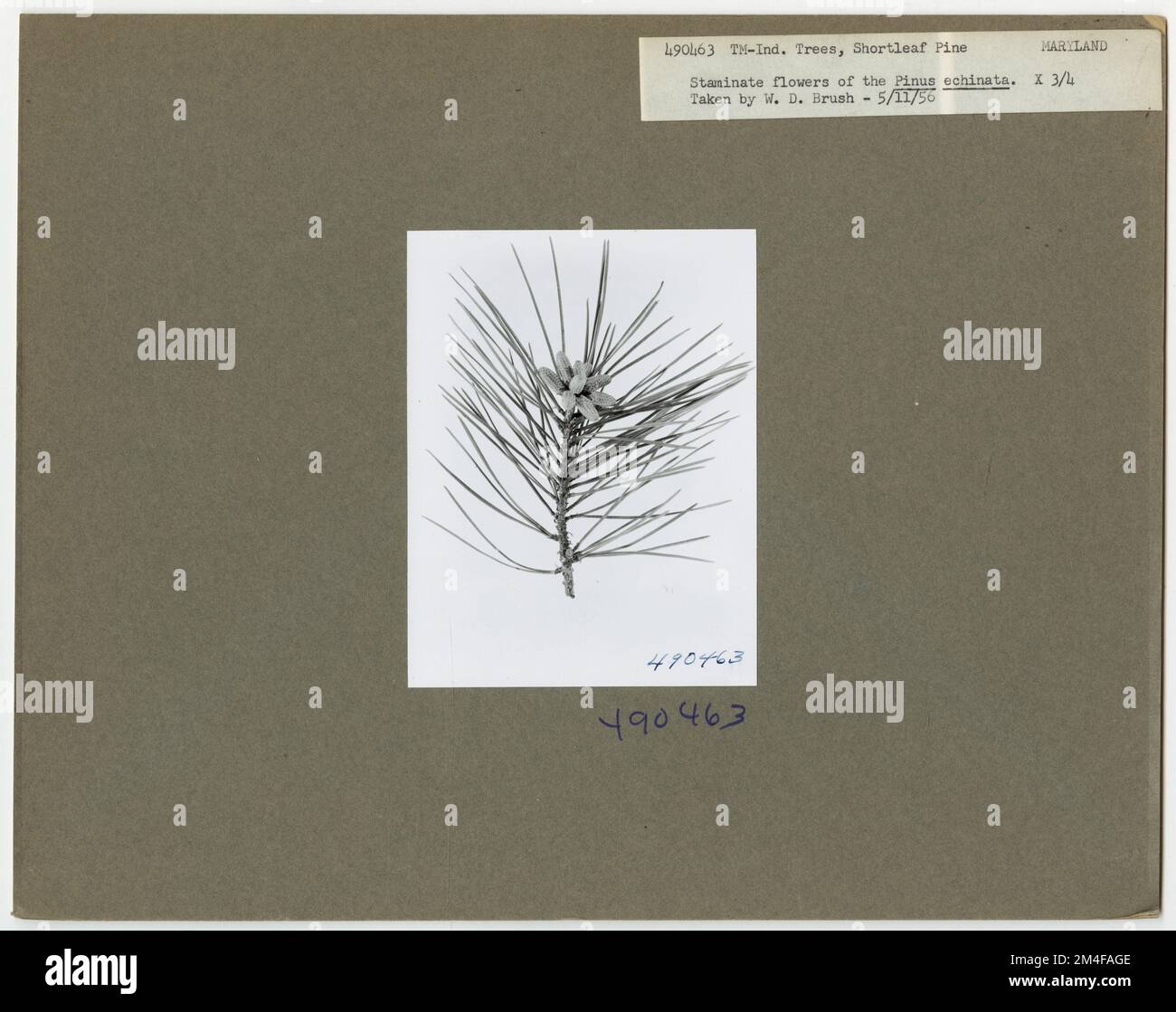 Tree Identification - Pine, Shortleaf. Photographs Relating to National ...