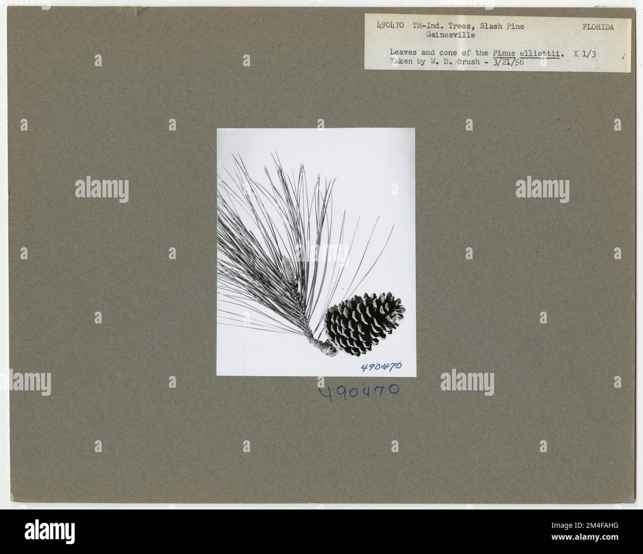 Slash photographs hi-res stock photography and images - Alamy