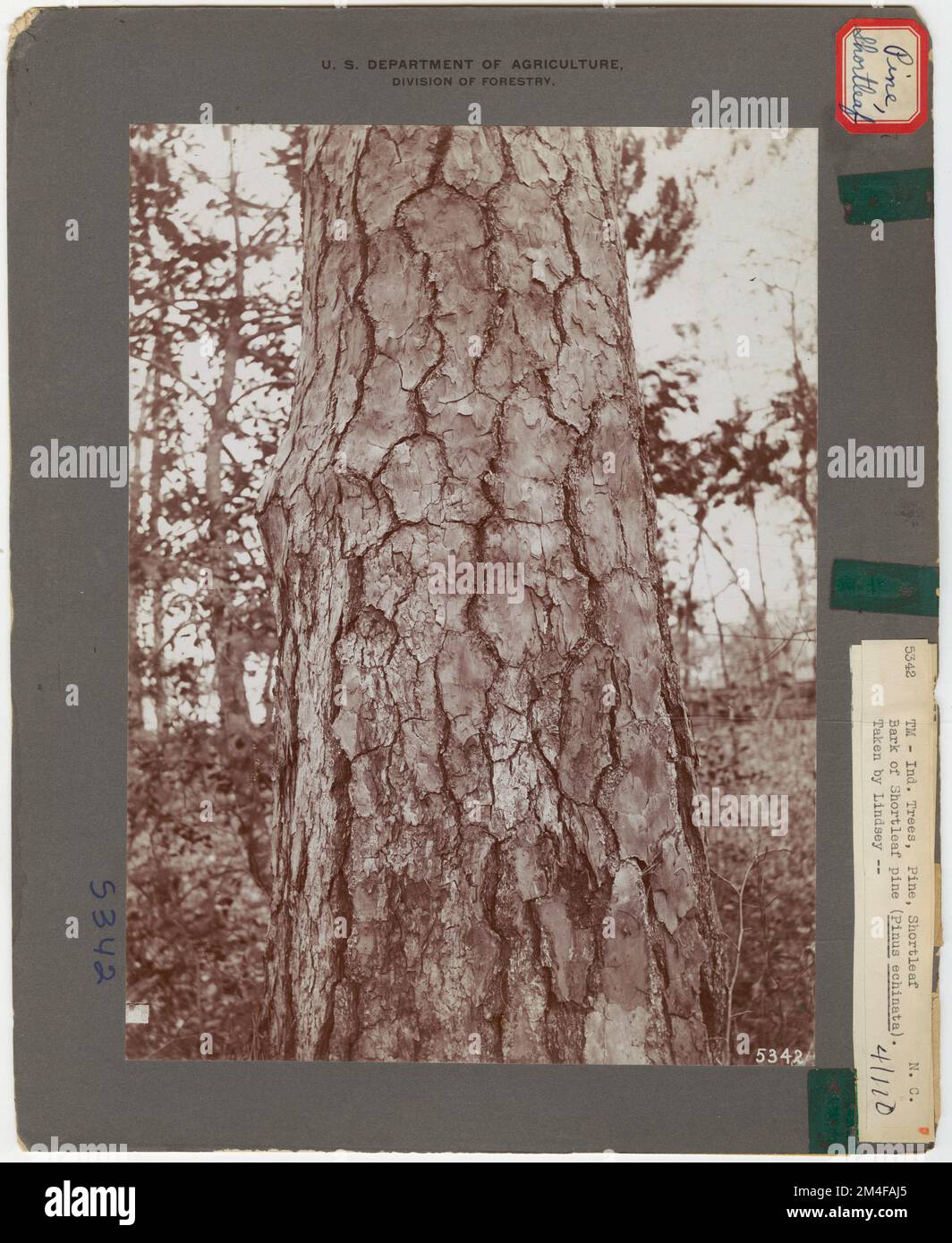 Tree Identification - Pine, Shortleaf. Photographs Relating to National ...