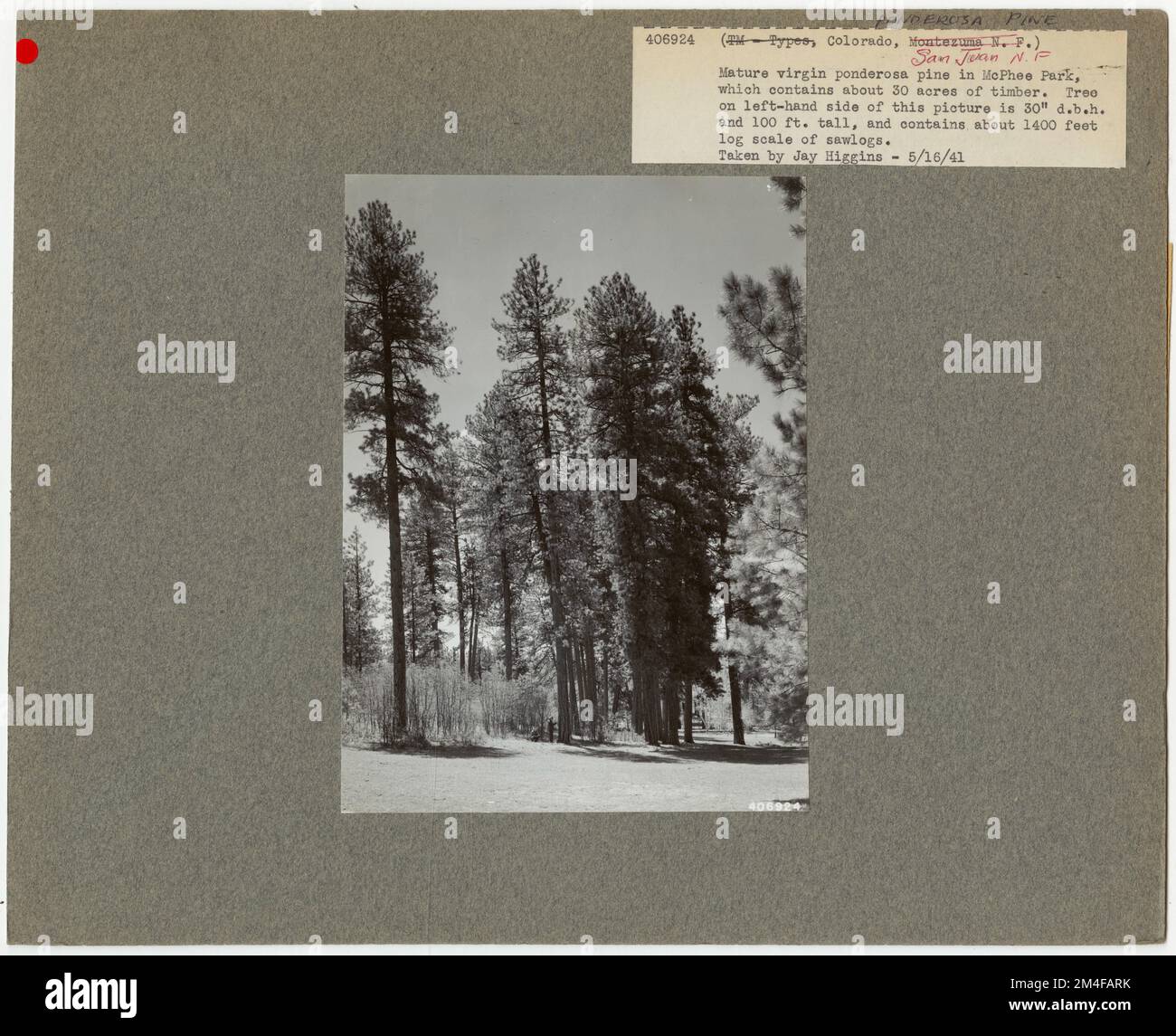 Tree Identification - Pine, Ponderosa. Photographs Relating to National ...