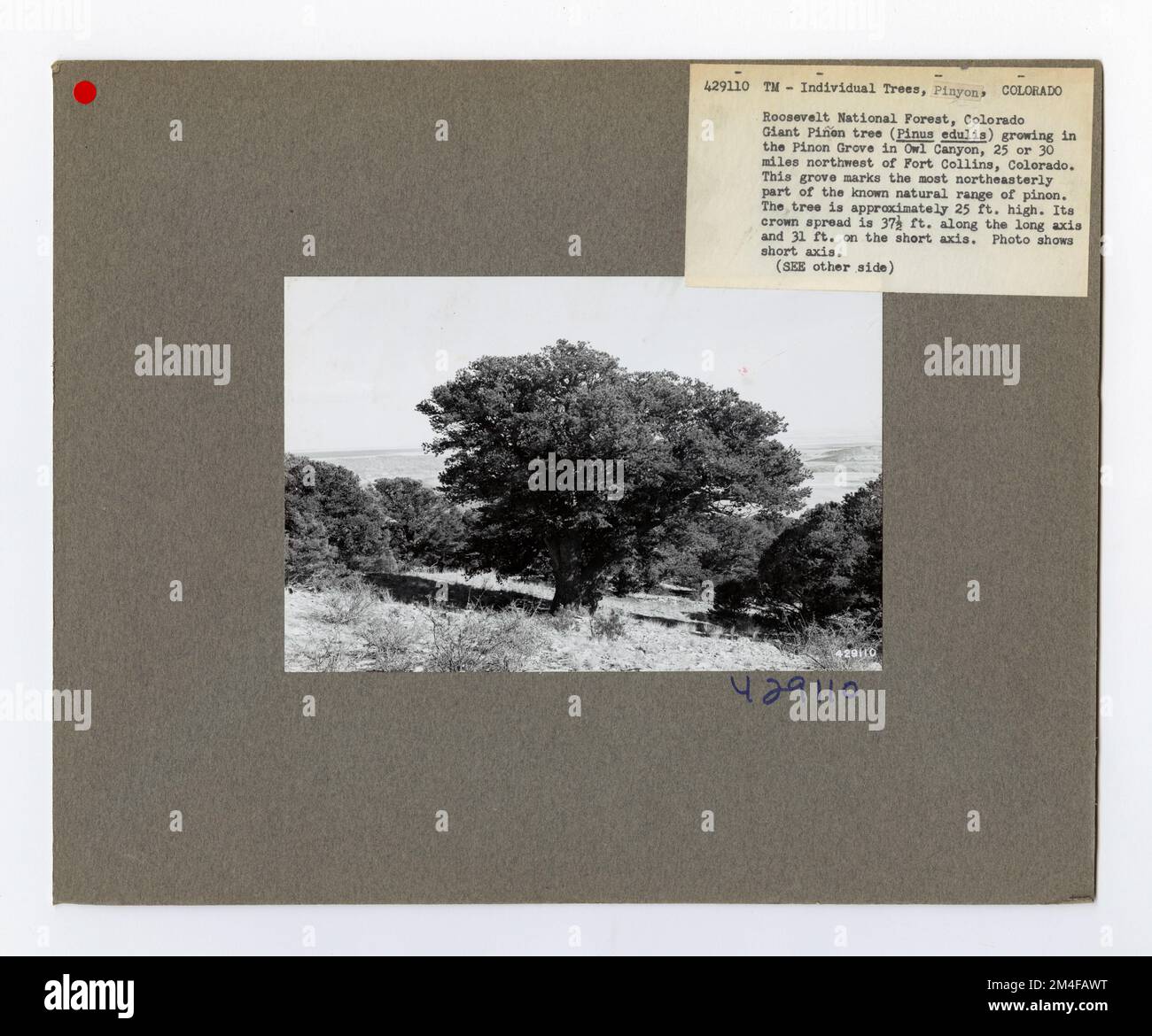 Tree Identification - Pine, Pinyon. Photographs Relating to National ...