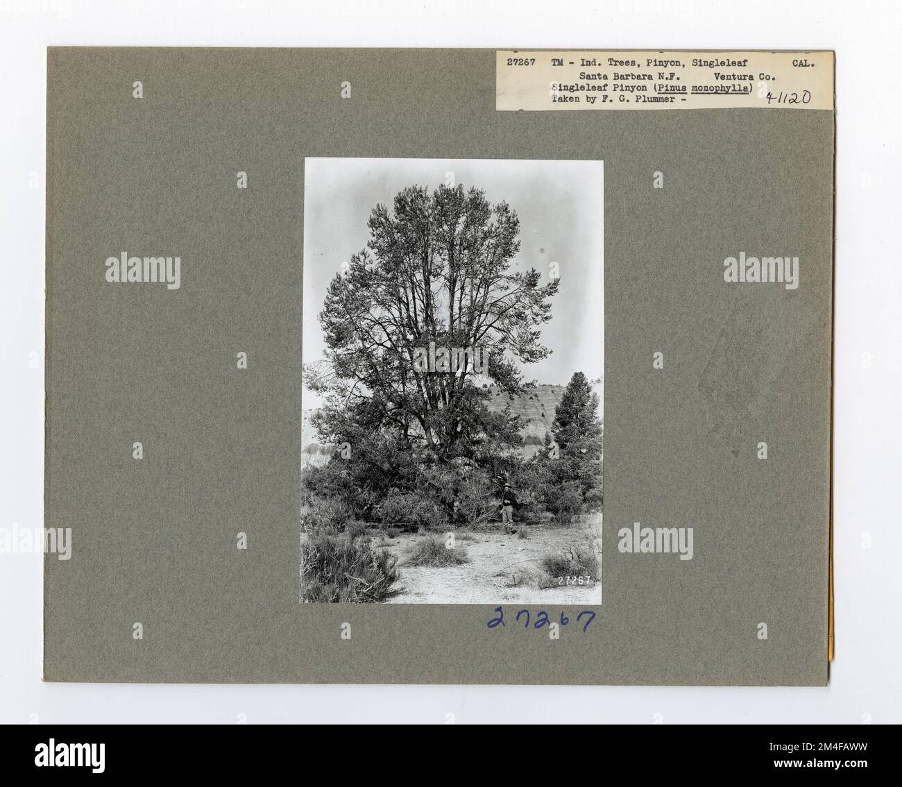 Tree Identification - Pine, Pinyon. Photographs Relating to National ...