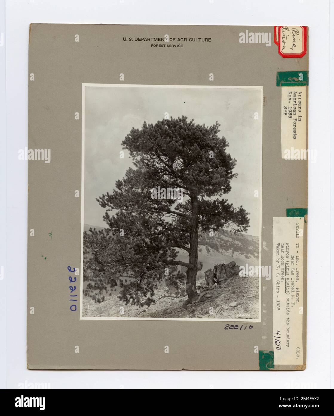 Tree Identification - Pine, Pinyon. Photographs Relating to National ...