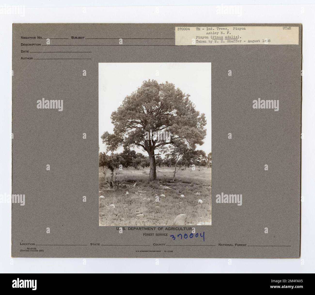 Tree Identification - Pine, Pinyon. Photographs Relating to National ...