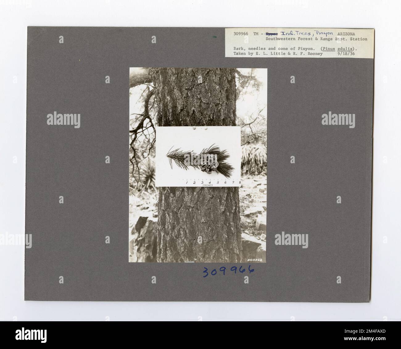 Tree Identification - Pine, Pinyon. Photographs Relating to National ...