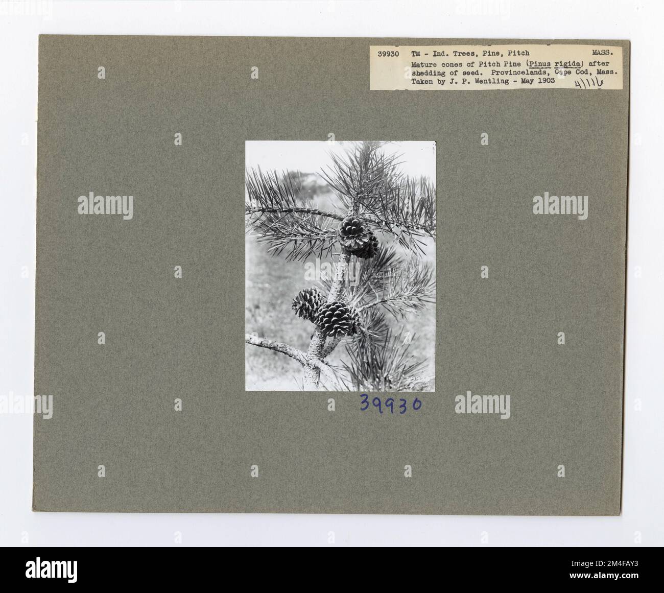 Tree Identification - Pine, Pitch. Photographs Relating to National ...