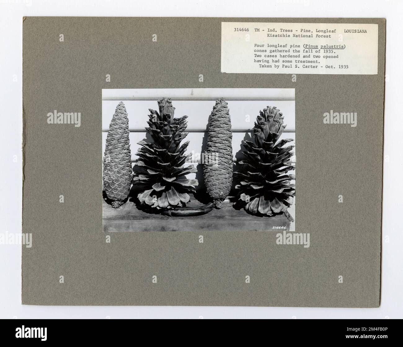 Tree Identification - Pine, Longleaf. Photographs Relating to National ...