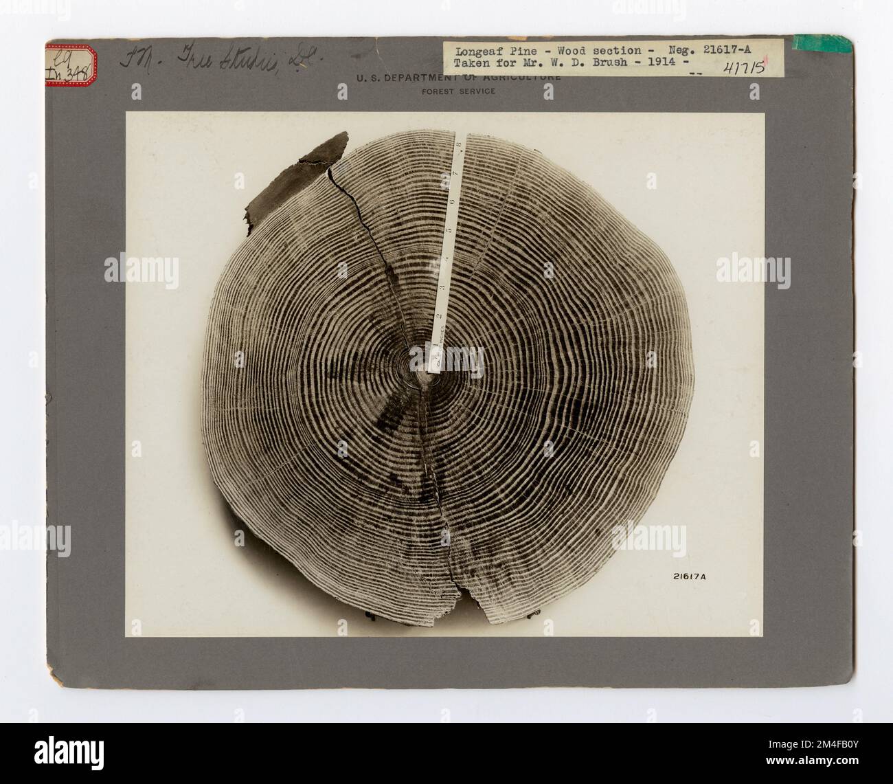 Tree Identification - Pine, Longleaf. Photographs Relating to National ...