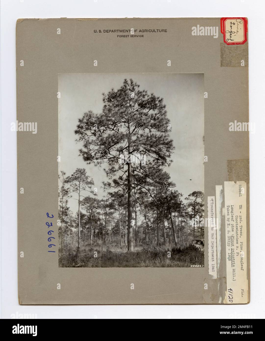 Tree Identification - Pine, Longleaf. Photographs Relating to National ...