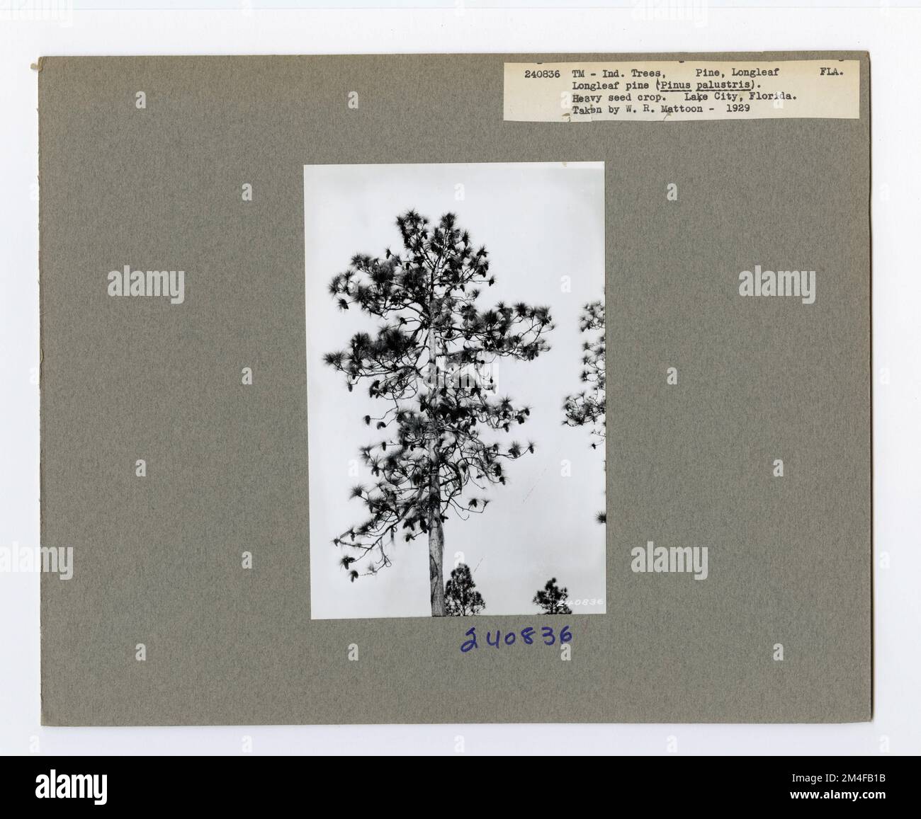 Tree Identification - Pine, Longleaf. Photographs Relating to National ...