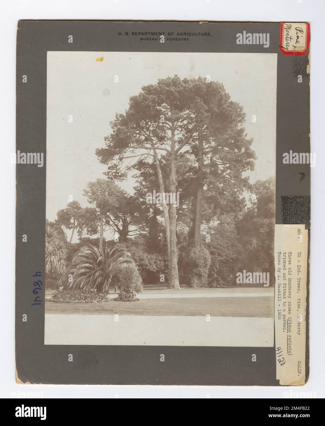 Tree Identification - Pine, Monterey. Photographs Relating to National ...