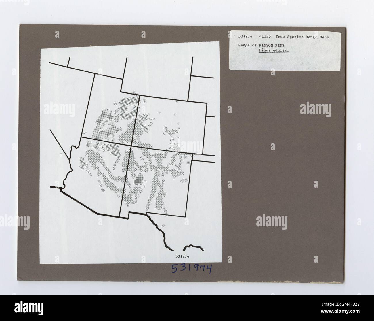 Tree Identification - Pine, Pinyon. Photographs Relating to National ...
