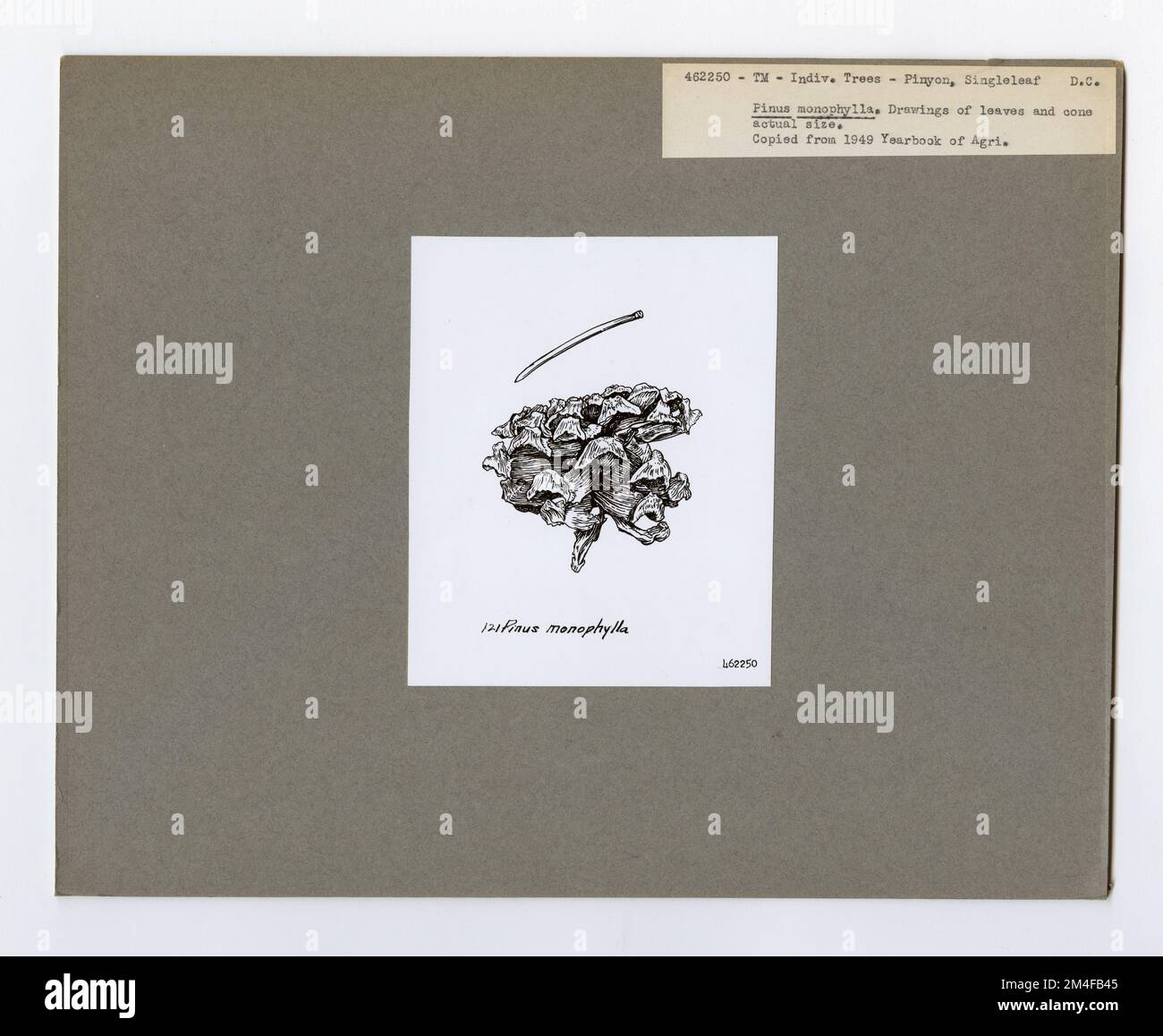 Tree Identification - Pine, Pinyon. Photographs Relating to National ...
