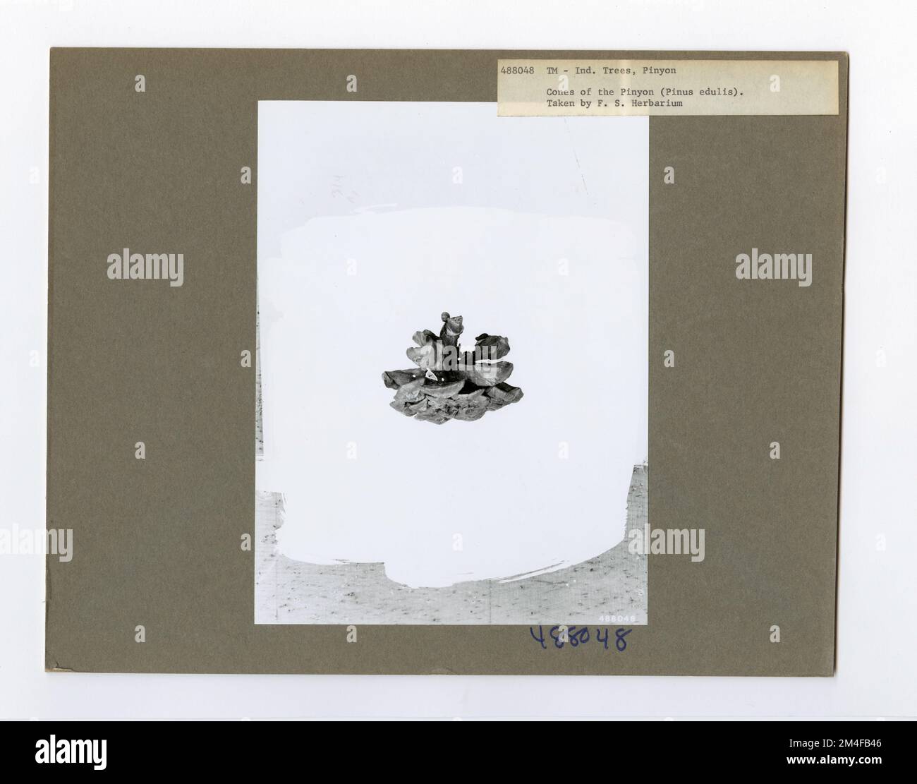 Tree Identification - Pine, Pinyon. Photographs Relating to National ...
