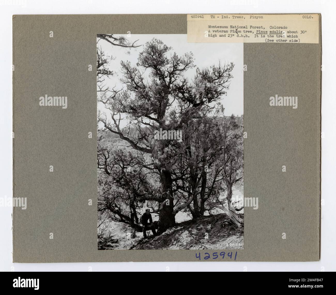 Tree Identification - Pine, Pinyon. Photographs Relating to National ...