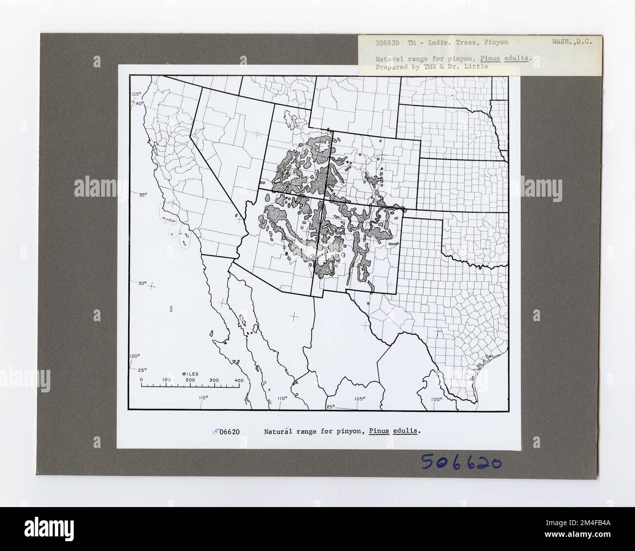 Tree Identification - Pine, Pinyon. Photographs Relating to National ...